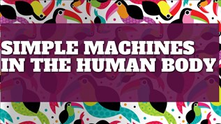 Simple Machines In The Human Body copy1 at emaze Presentation