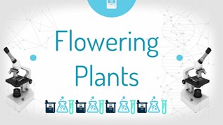 FloweringPlants at emaze Presentation