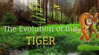 Tiger Evolution at emaze Presentation