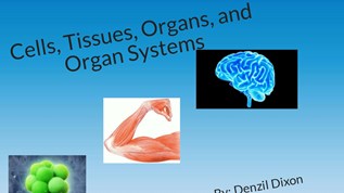 Organs, Cells, Tissues, and Organ Systems at emaze Presentation