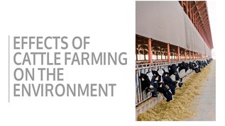 Cattle Farming at emaze Presentation