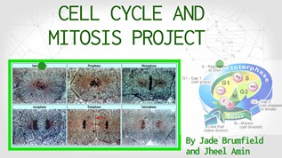 CELL CYCLE & MITOSIS PROJECT at emaze Presentation