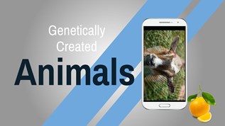 GE ANIMALS at emaze Presentation