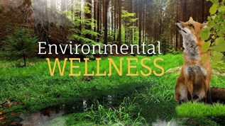 Environmental Wellness at emaze Presentation