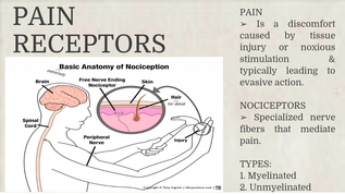 pain receptor at emaze Presentation