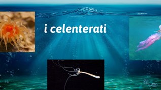 i celenterati on emaze