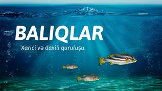 BALIQLAR at emaze Presentation