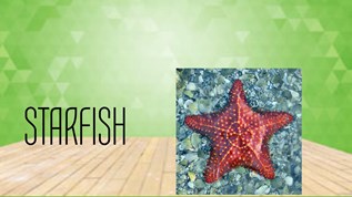 starfish at emaze Presentation