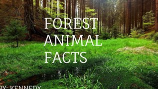 Forest Animals Facts at emaze Presentation