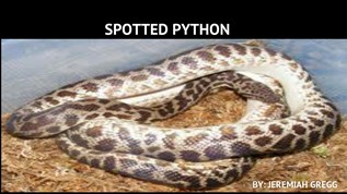 spotted python at emaze Presentation