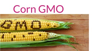 Corn being GMO at emaze Presentation