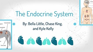 The Endocrine System at emaze Presentation