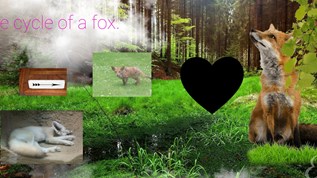A life cycle of a fox at emaze Presentation