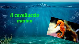 Stella,il cavalluccio marino at emaze Presentation