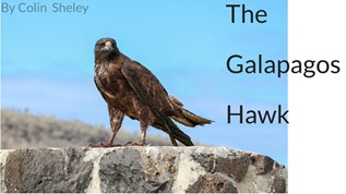 Galapagos Hawk at emaze Presentation