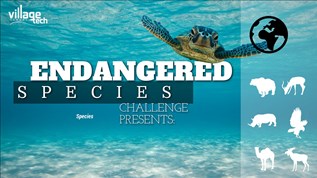 Endangered Species Challenge Slides copy1 at emaze Presentation