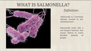 Salmonella at emaze Presentation