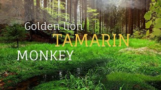 tamran monkey at emaze Presentation