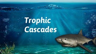 Trophic Cascades at emaze Presentation