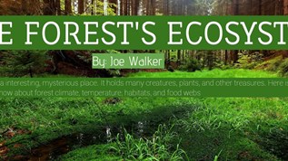 The Forest Ecosystem at emaze Presentation