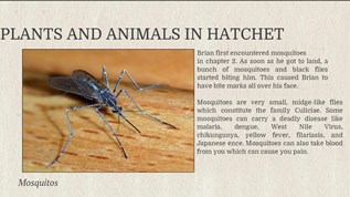 Plants and Animals in Hatchet at emaze Presentation