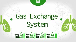 Gas Exchange System at emaze Presentation