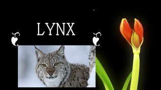 English LYNX at emaze Presentation