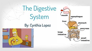 The Digestive System at emaze Presentation