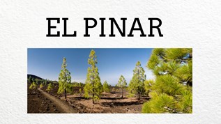 EL PINAR Es el árbol at emaze Presentation