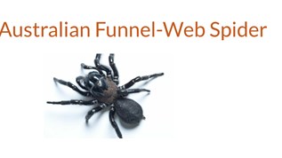 Australian Funnel-web Spider at emaze Presentation