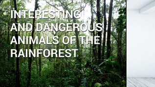 Interesting And Dangerous animals of the Rainforest at emaze Presentation