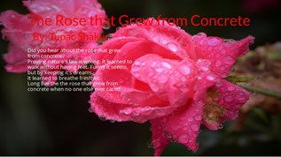 The Rose that Grew From Concrete at emaze Presentation