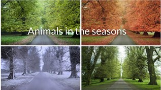 Animals in seasons at emaze Presentation