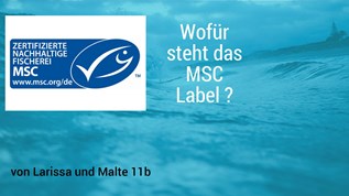 MSC at emaze Presentation