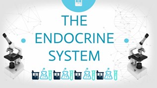 The Endocrine System at emaze Presentation