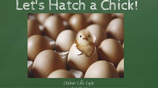 Let's Hatch a Chick! at emaze Presentation