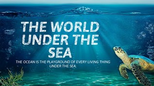 THE WORLD UNDER THE sea at emaze Presentation