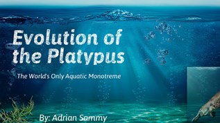 Evolution of the Platypus at emaze Presentation