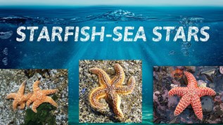 STARFISH at emaze Presentation