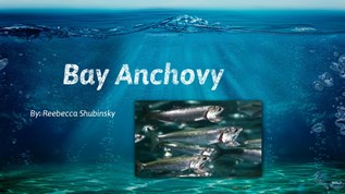 Bay Anchovy at emaze Presentation