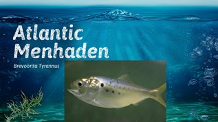 Atlantic Menhaden at emaze Presentation