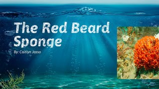 The Red Beard Sponge at emaze Presentation