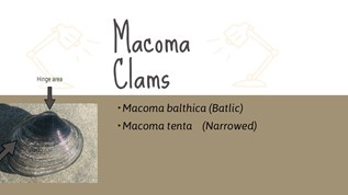 Macoma Clams at emaze Presentation