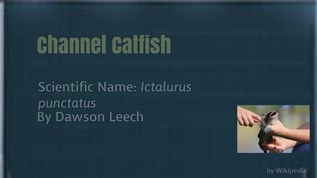 Channel Catfish Science Project Period 4 at emaze Presentation