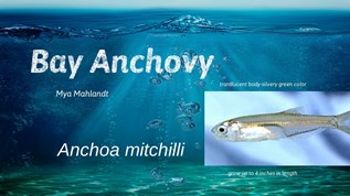Bay Anchovy at emaze Presentation