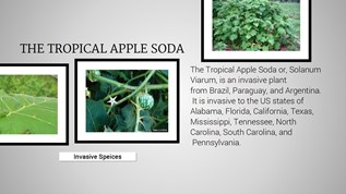 The Tropical Apple at emaze Presentation