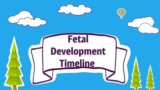 Fetal Development at emaze Presentation