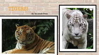 Tigers! at emaze Presentation