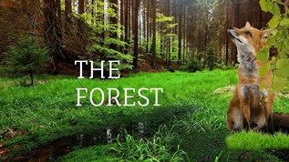 the forest at emaze Presentation