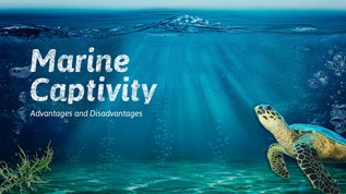 Marine Captivity at emaze Presentation
